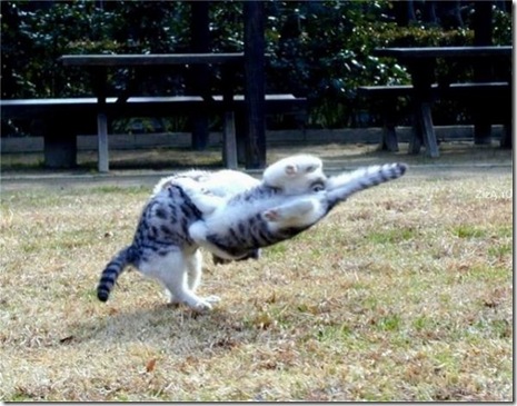 Amazing Animals: Our Funny Cats